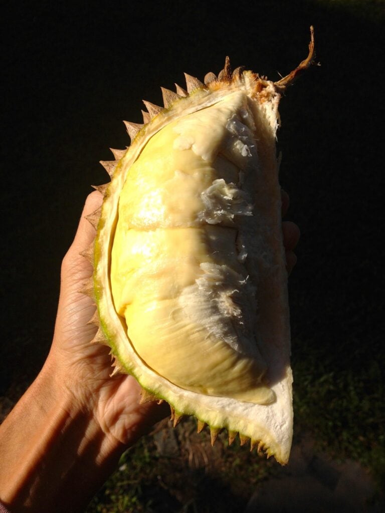 Durian Health Benefits: From Up In The Tree
